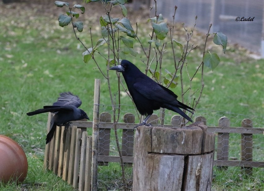 Corbeau freux (Corvus frugilegus) | Identification, écologie et statut ...