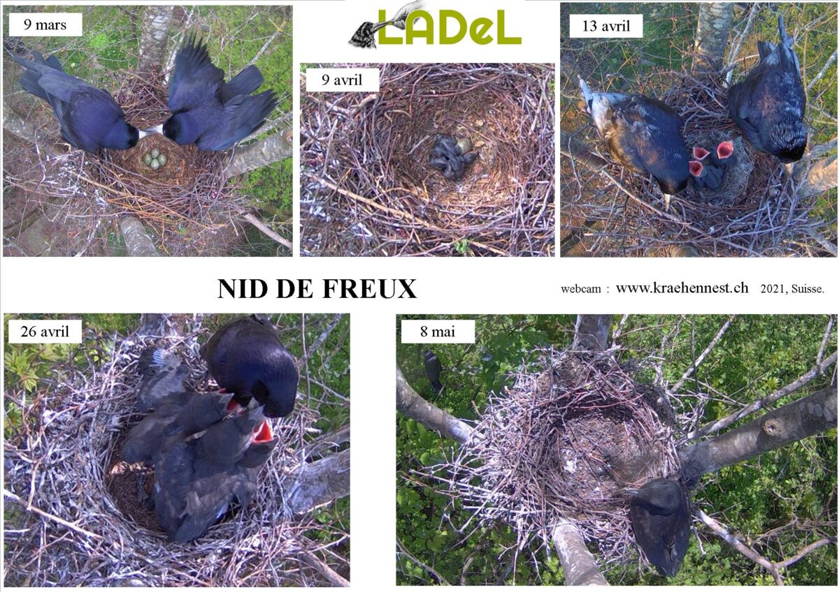 Corbeau freux (Corvus frugilegus) | Identification, écologie et statut ...