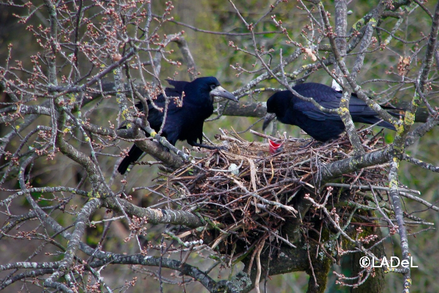 le Corbeau Freux (Corvus frugilegus) - LADeL