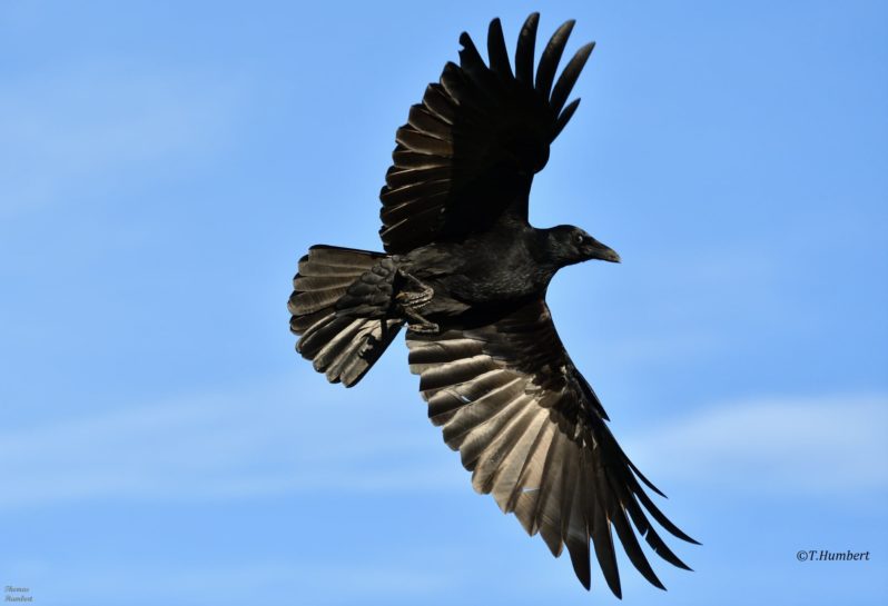 la Corneille noire (Corvus corone) - LADeL