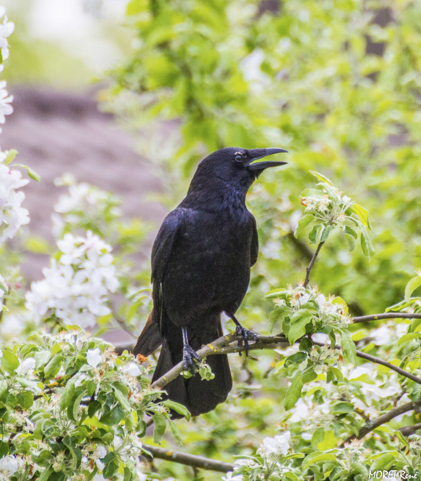 la Corneille noire (Corvus corone) - LADeL