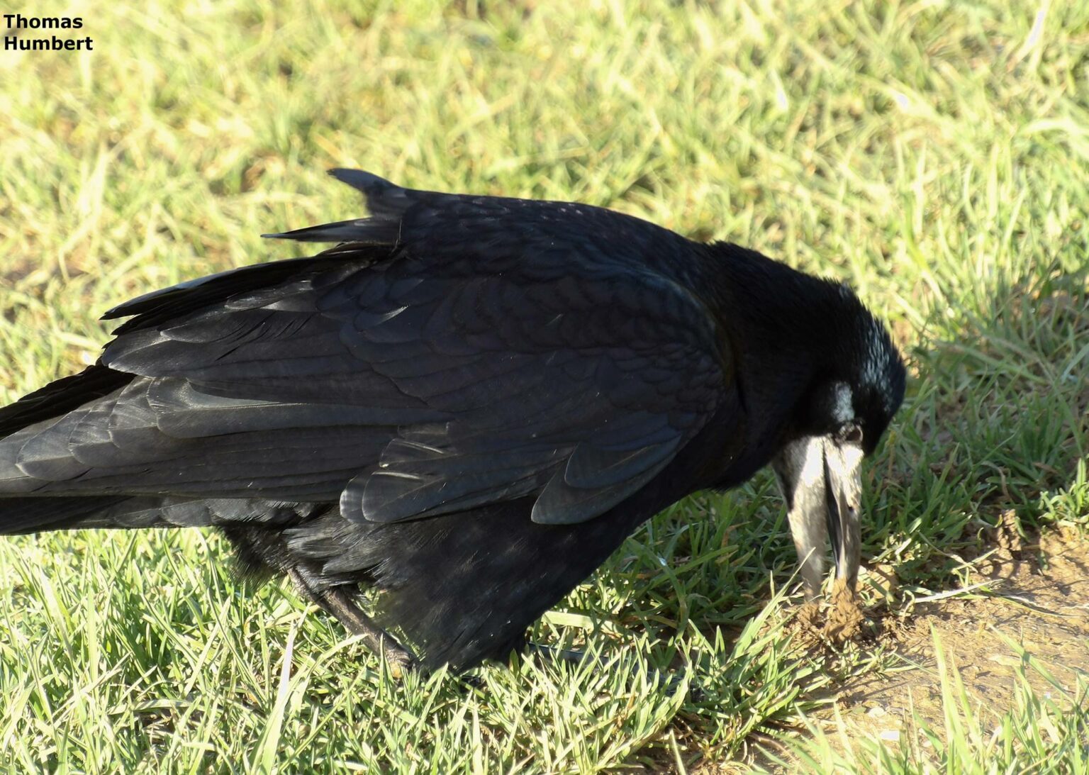 Corbeau freux (Corvus frugilegus) | Identification, écologie et statut ...
